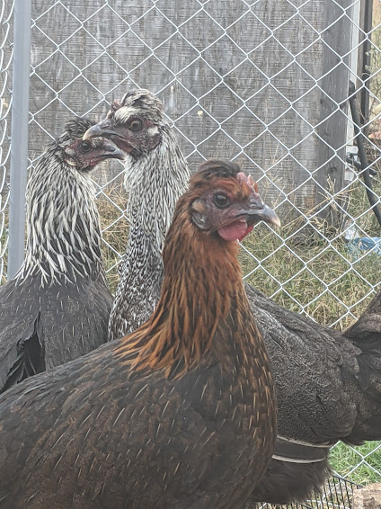 These are a few of our better hens. Most of our flock is the gray ...